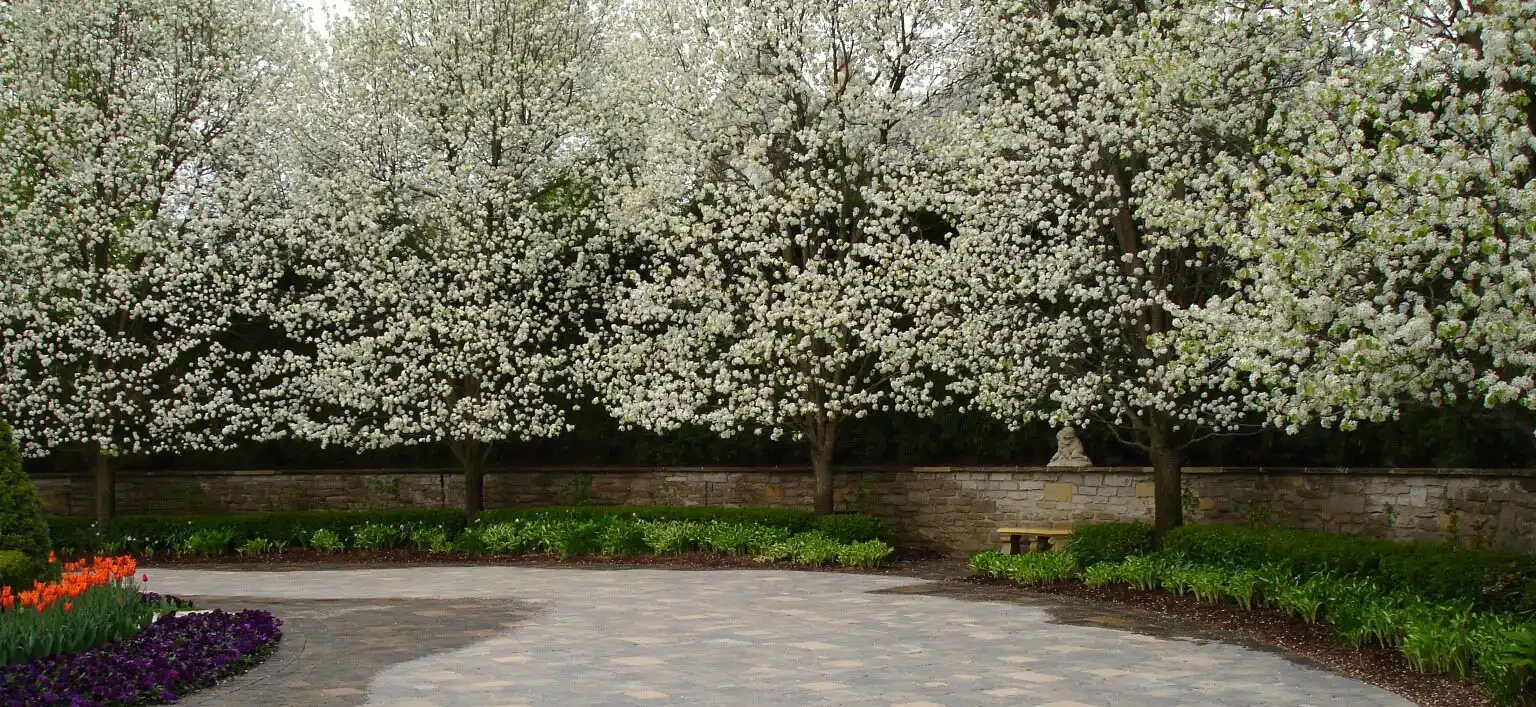 Pruning for Blooms: Understanding Old Wood vs. New Wood